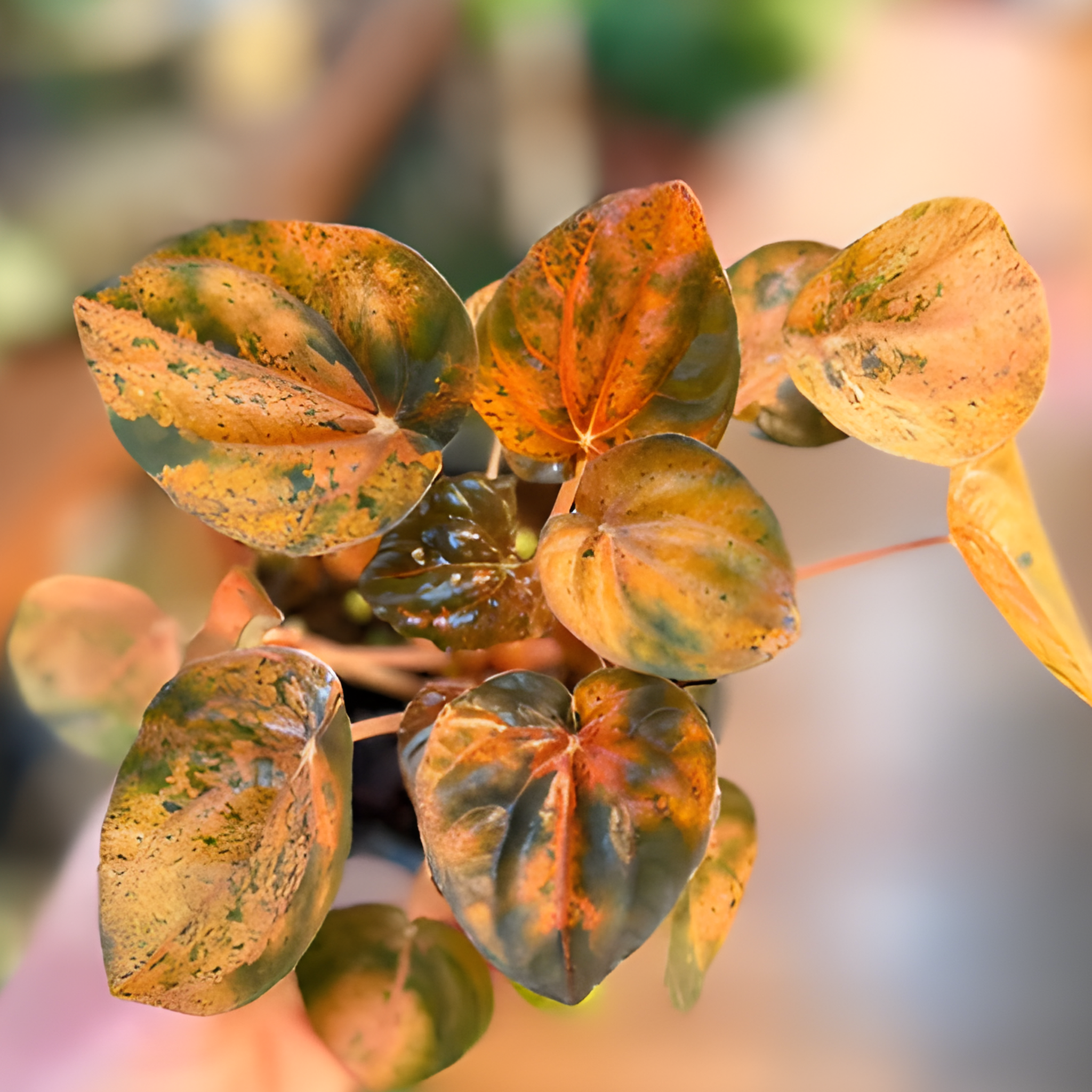 RARE + UNIQUE – Hidden Seed Plant Shop