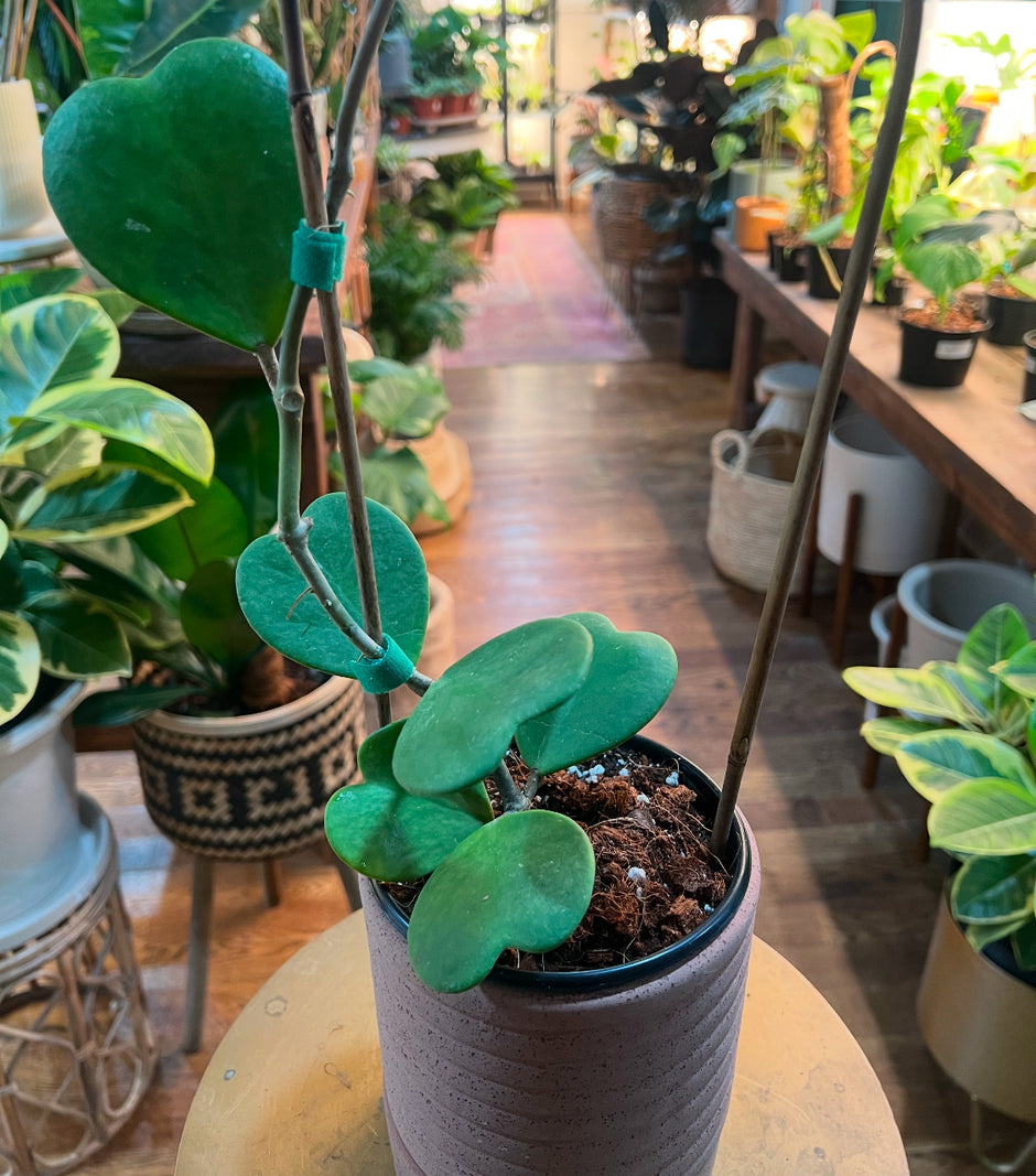 Rare & Easy-Care Plants | Hidden Seed Co. | Nashville Area Plant Shop ...