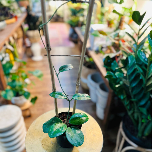 Hoya Plants: Shop our Rare Selection of Hoya @hiddenseedco – Hidden ...