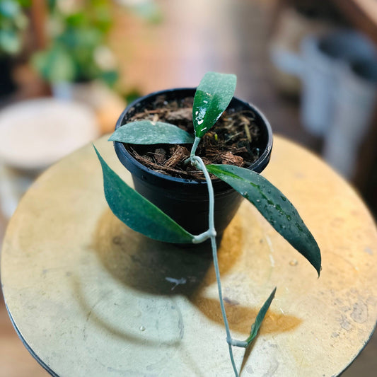 Hoya Plants: Shop our Rare Selection of Hoya @hiddenseedco – Hidden ...