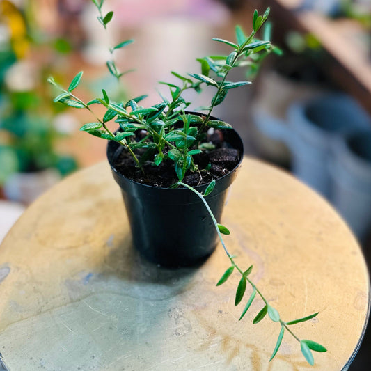 Houseplant Shop - Hidden Seed Plant Shop
