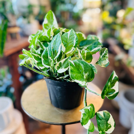 All Products available In-Store at Hidden Seed Plant Co. Tennessee ...