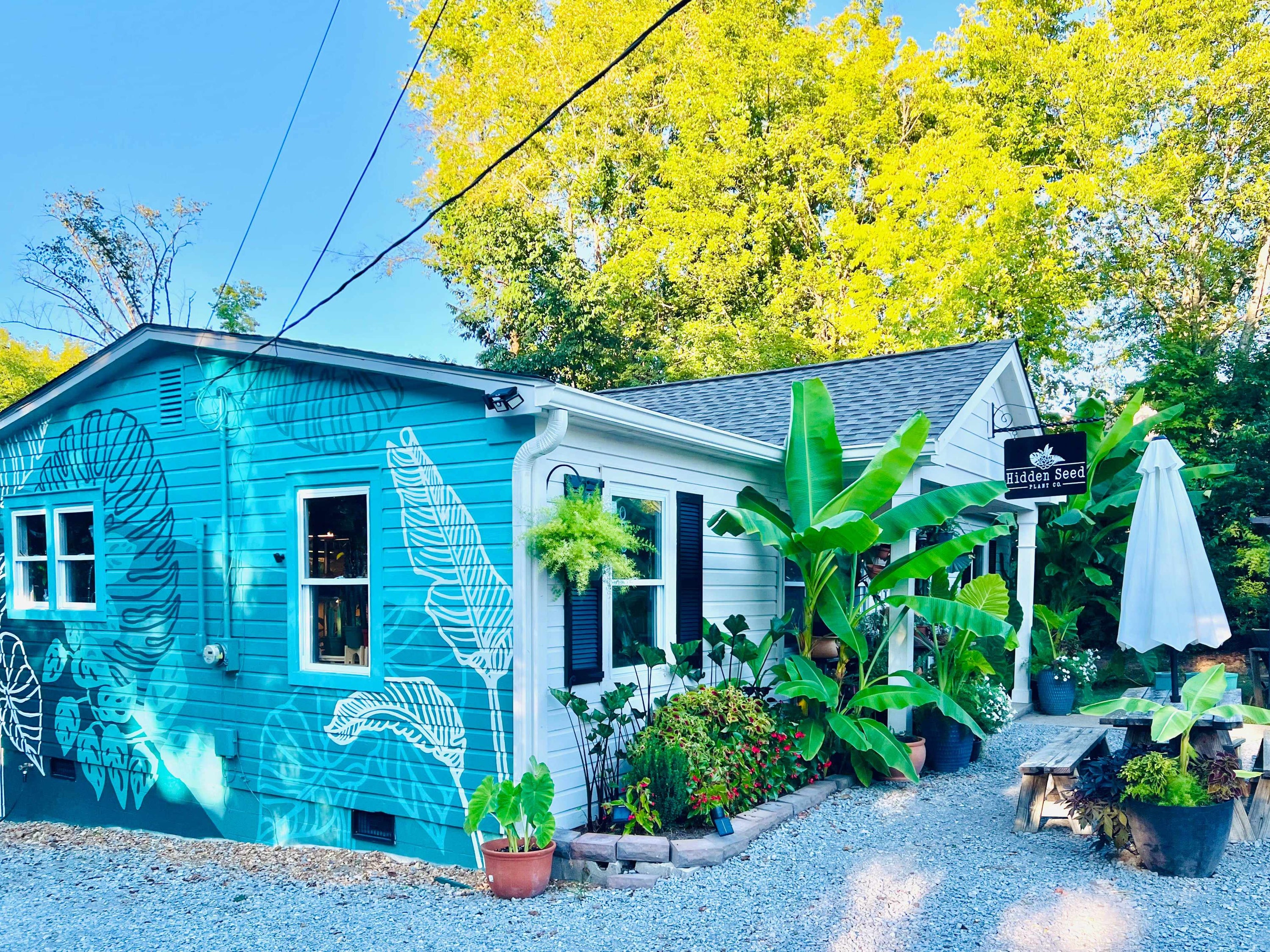 Rare & Easy-Care Plants | Hidden Seed Co. | Nashville Area Plant Shop ...